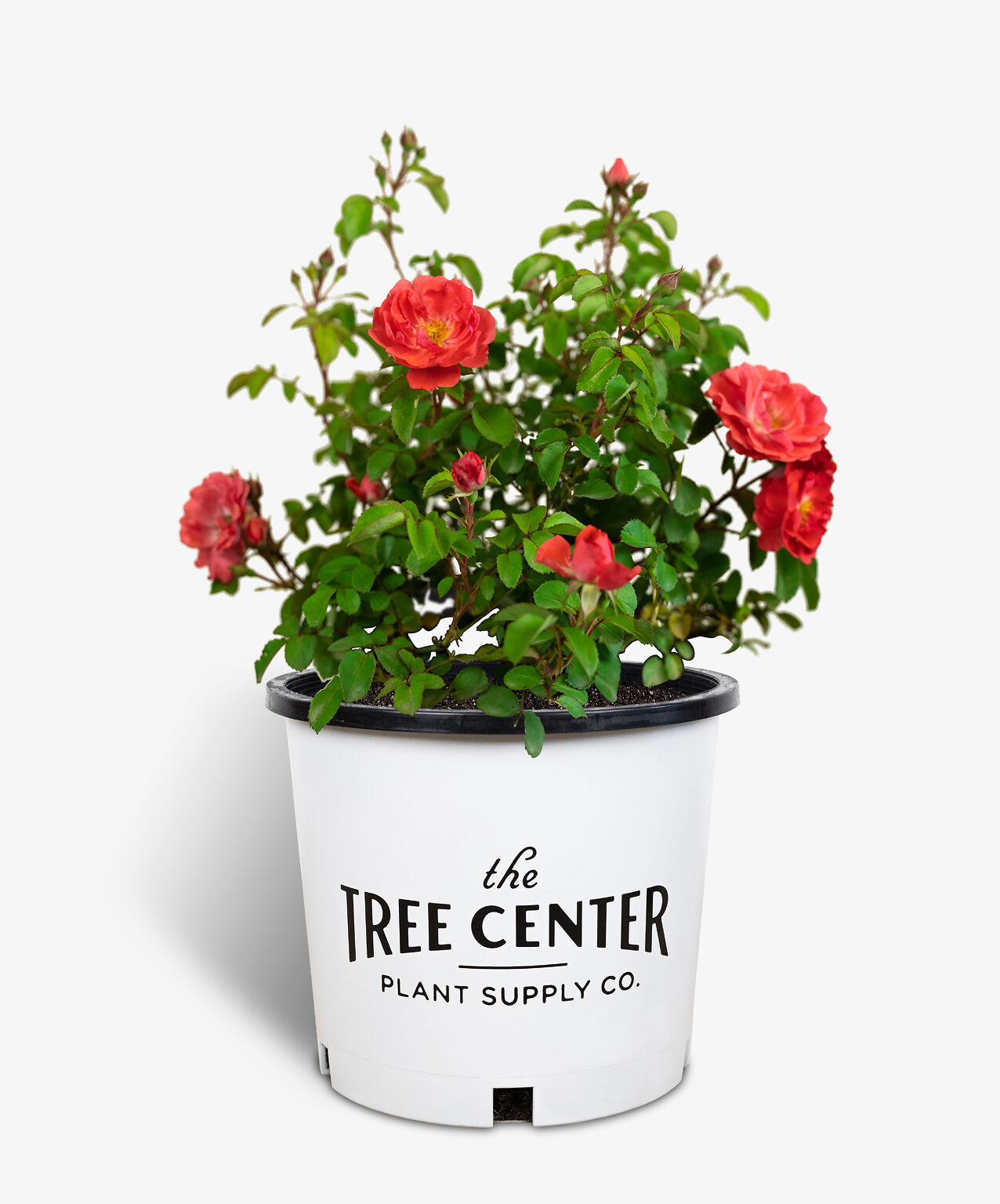Coral Drift® Rose Bushes For Sale | The Tree Center