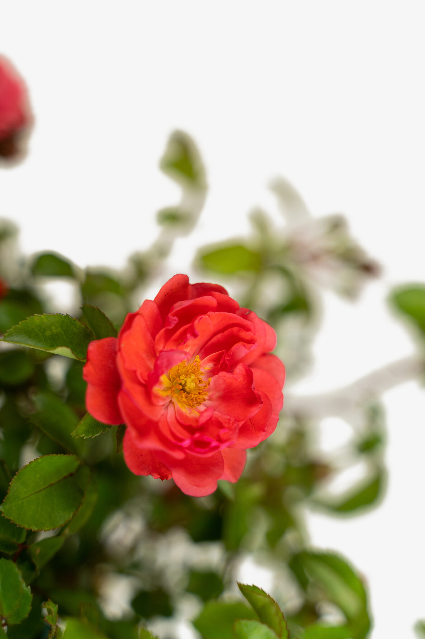 Coral Drift® Rose Bushes For Sale | The Tree Center