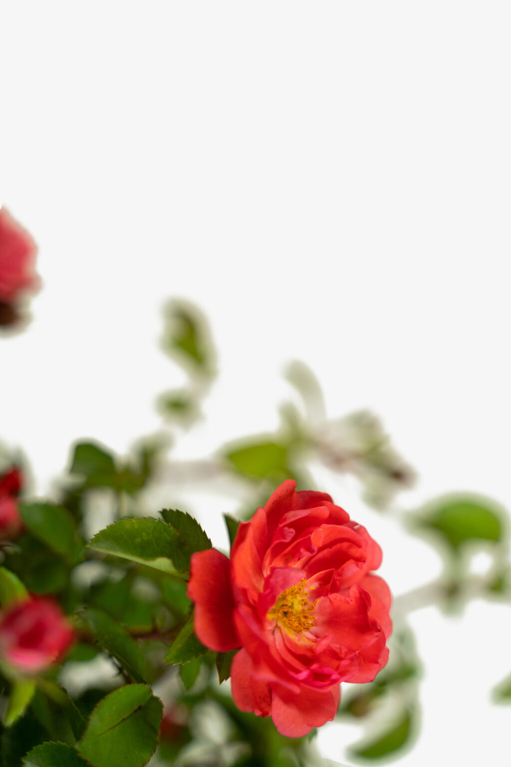 Coral Drift® Rose Bushes For Sale | The Tree Center