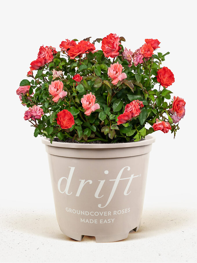 Red Drift Rose - Tree Form For Sale Online | The Tree Center
