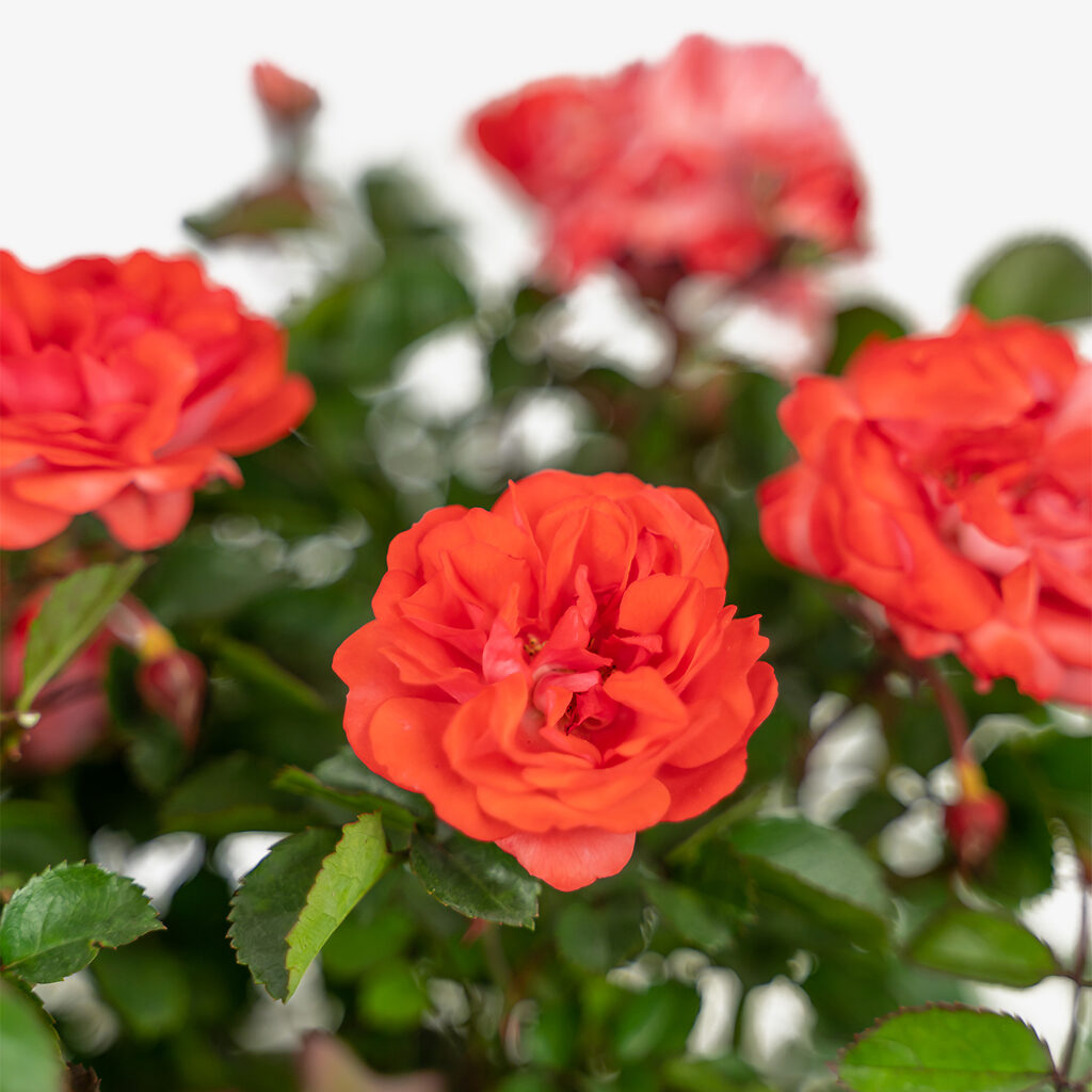 Coral Drift® Rose Bushes For Sale | The Tree Center