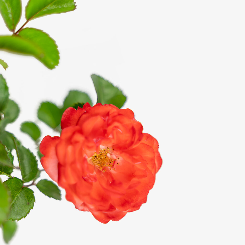 Coral Drift® Rose Bushes For Sale | The Tree Center