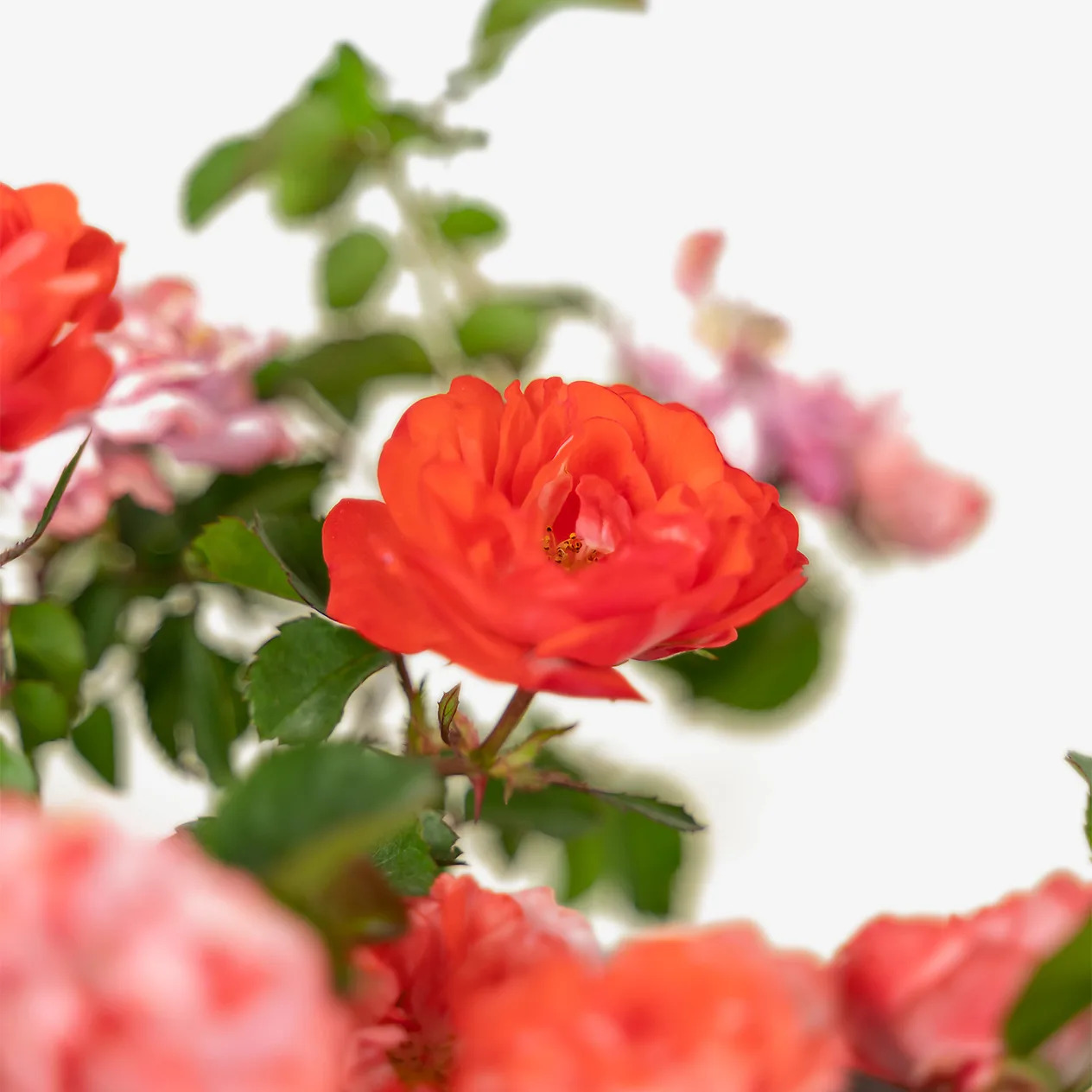 Coral Drift® Rose Bushes For Sale | The Tree Center