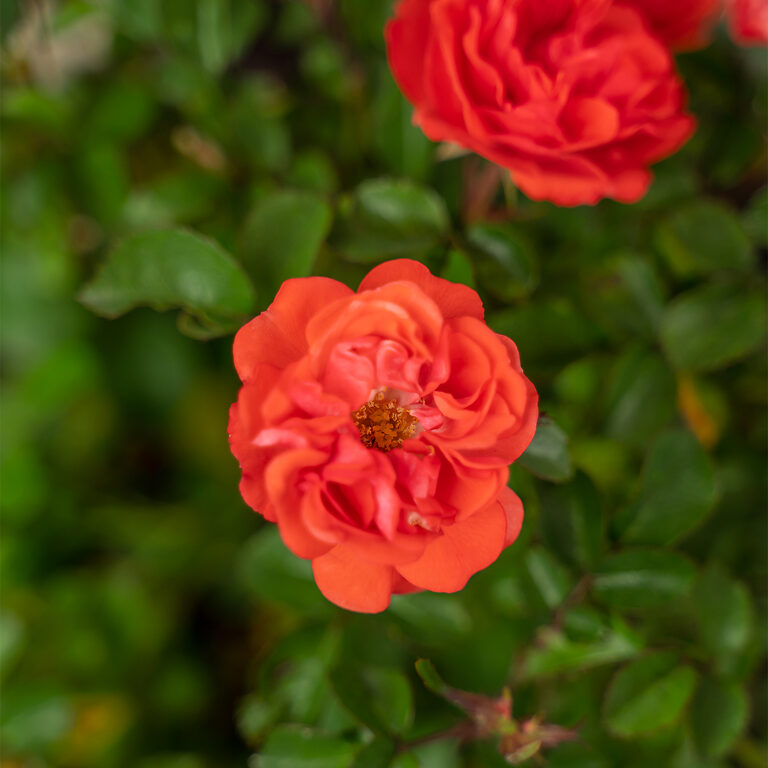 Coral Drift® Rose Bushes For Sale | The Tree Center