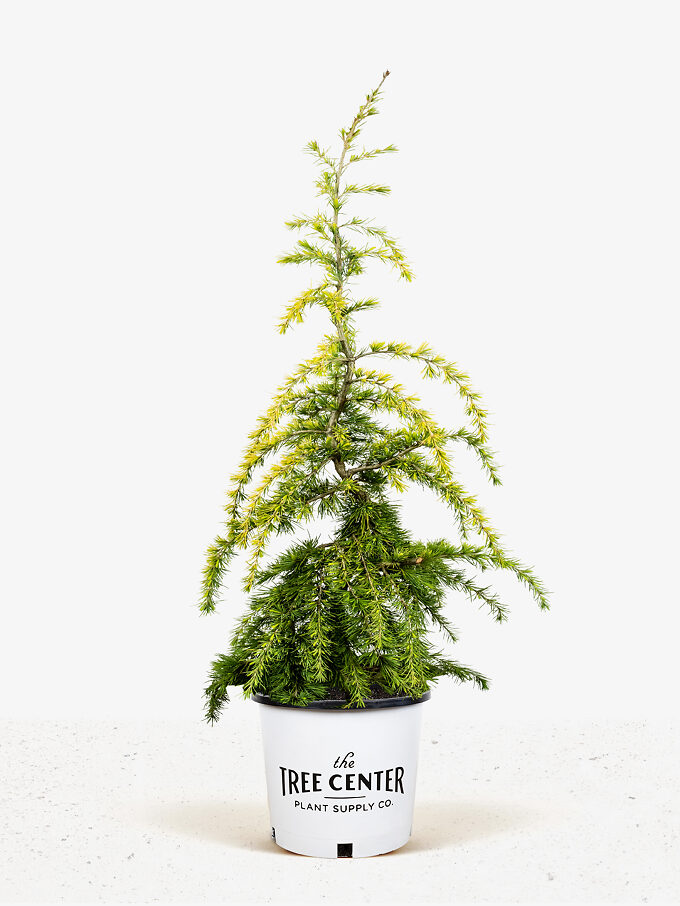Weeping Alaskan Cedar For Sale Online | The Tree Center