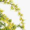 Golden Deodar Cedar Trees For Sale | The Tree Center