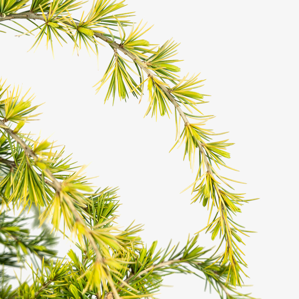 Golden Deodar Cedar Trees For Sale | The Tree Center