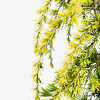 Golden Deodar Cedar Trees For Sale | The Tree Center