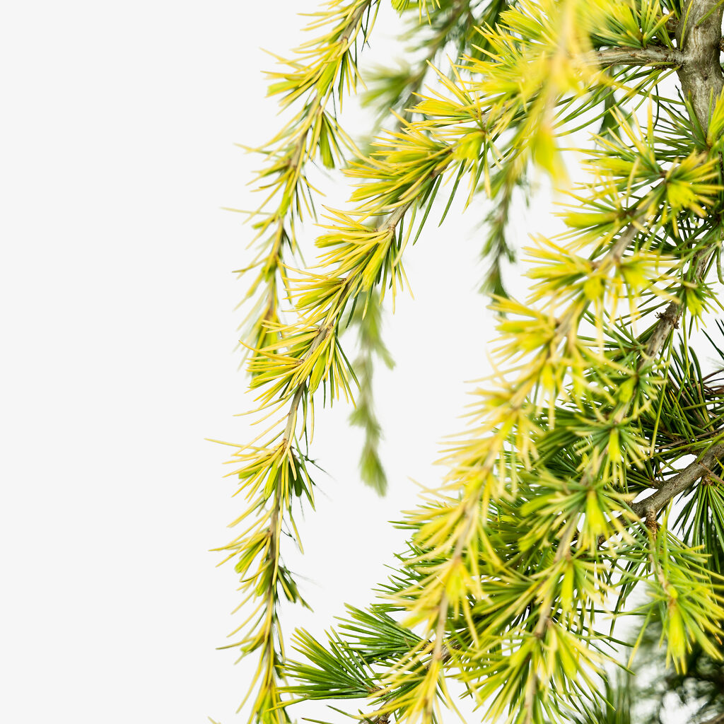 Golden Deodar Cedar Trees For Sale | The Tree Center