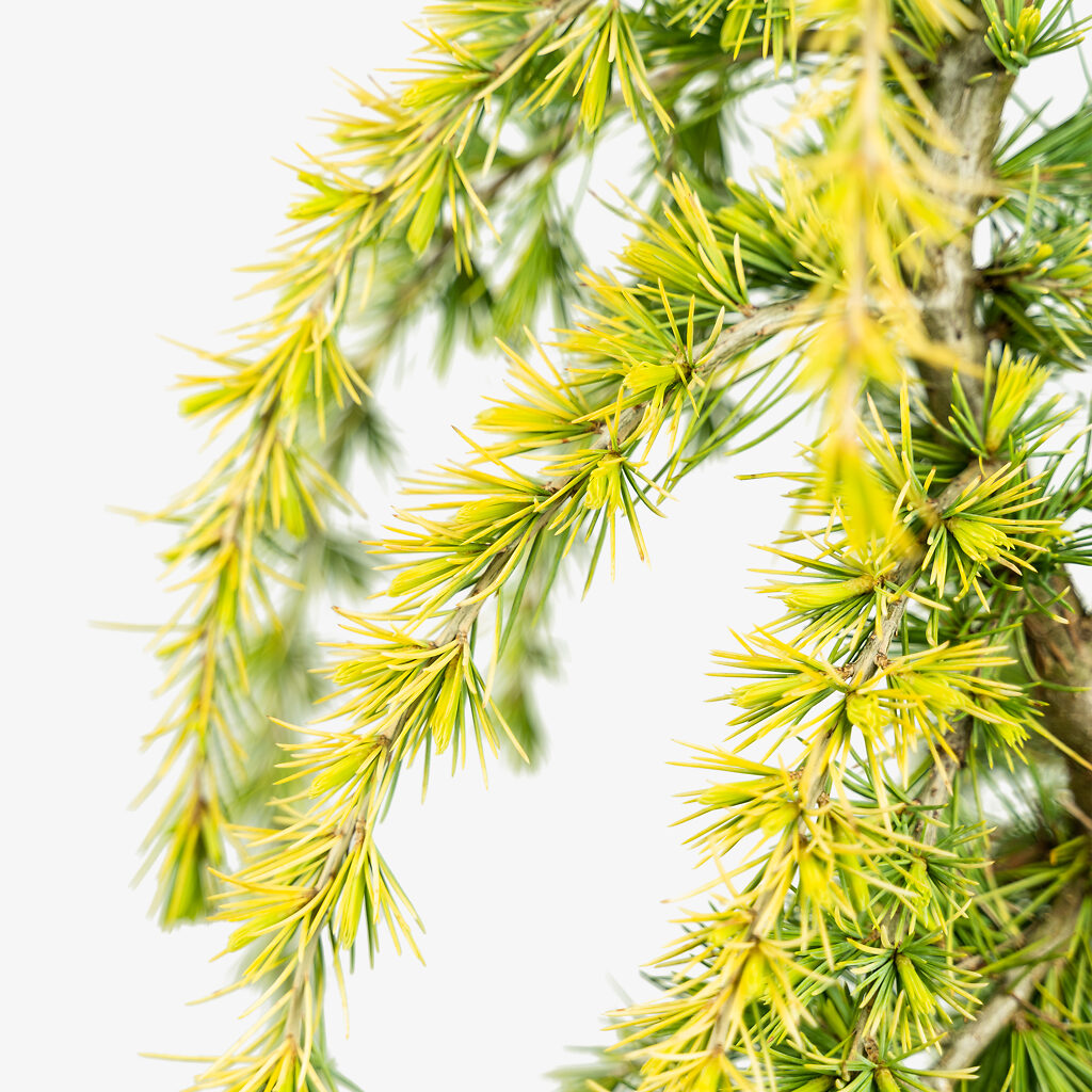 Golden Deodar Cedar Trees For Sale | The Tree Center