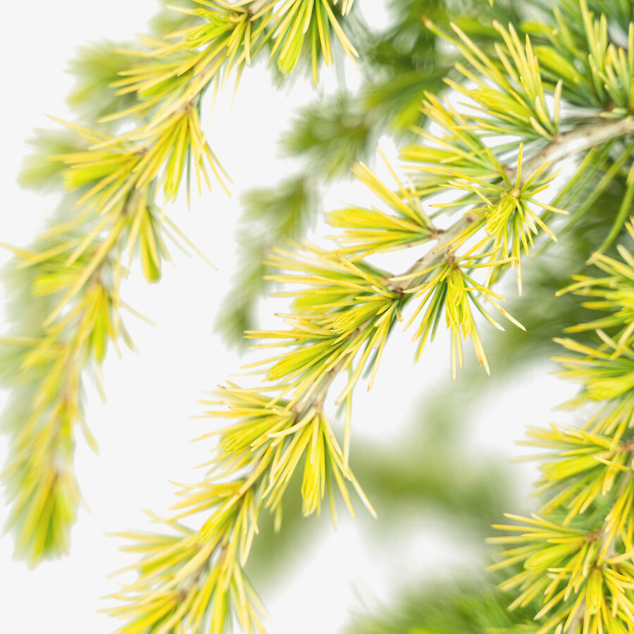 Golden Deodar Cedar Trees For Sale | The Tree Center
