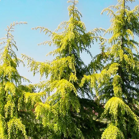 Golden Deodar Cedar Trees For Sale | The Tree Center