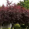 Krauter Vesuvius Purple Leaf Plum Trees For Sale | The Tree Center