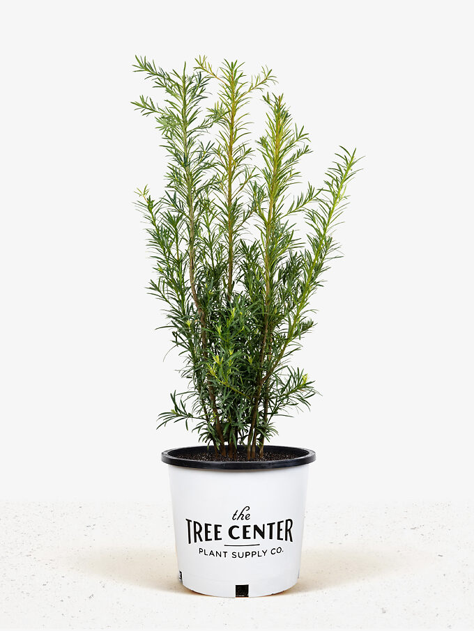 Gro-Low Sumac Shrubs For Sale Online | The Tree Center