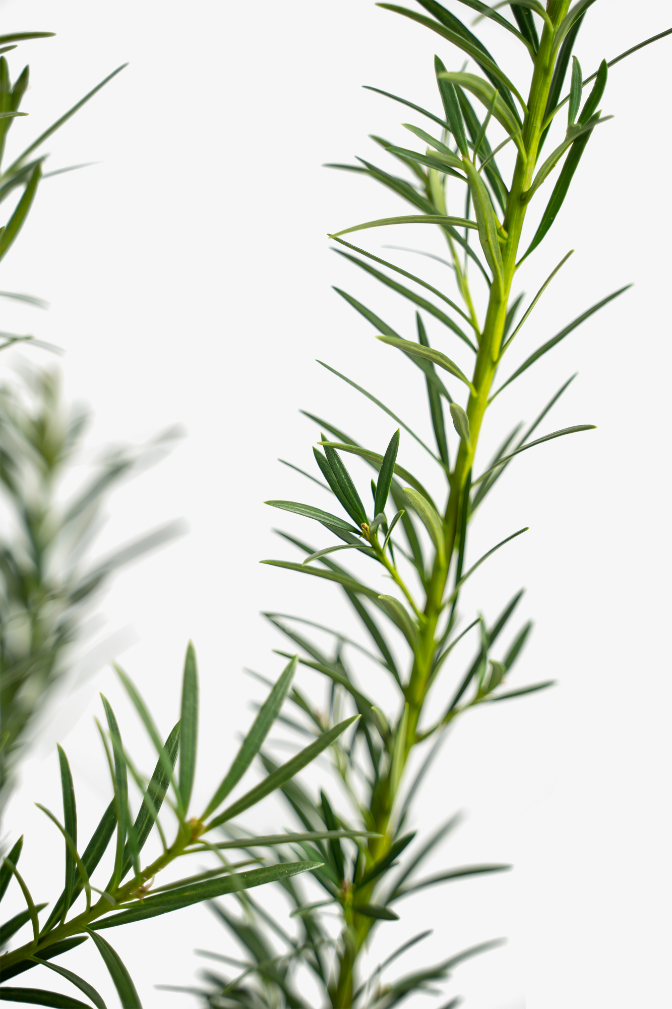 Maki Podocarpus Bushes For Sale | The Tree Center