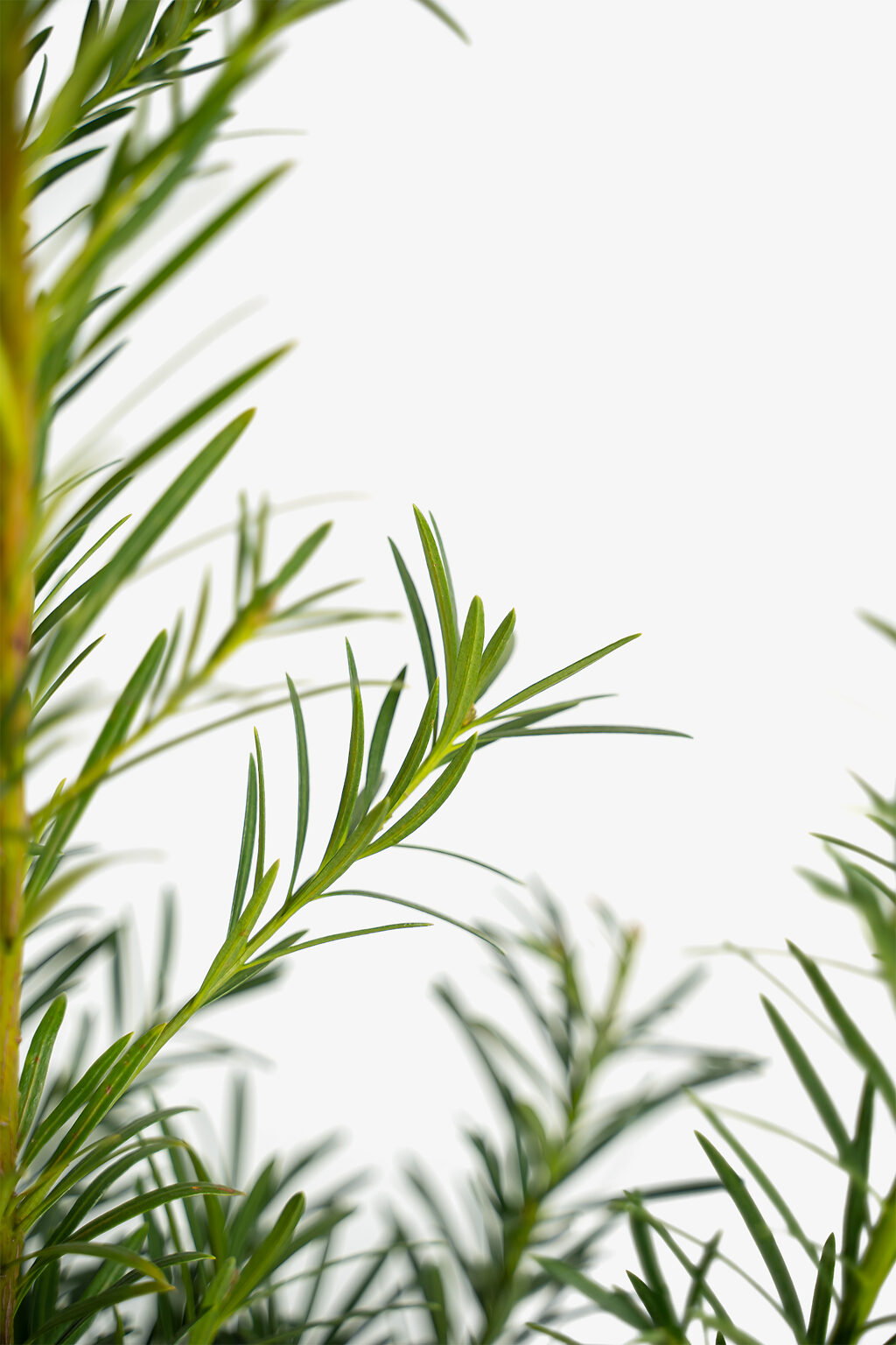 Maki Podocarpus Bushes For Sale | The Tree Center