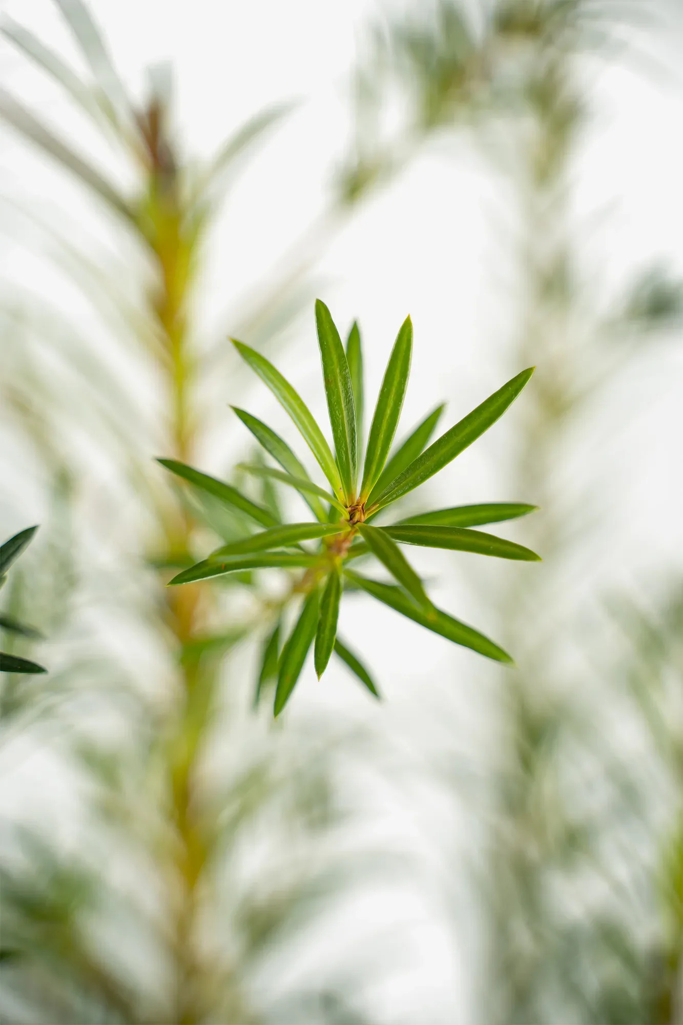 Maki Podocarpus Bushes For Sale | The Tree Center