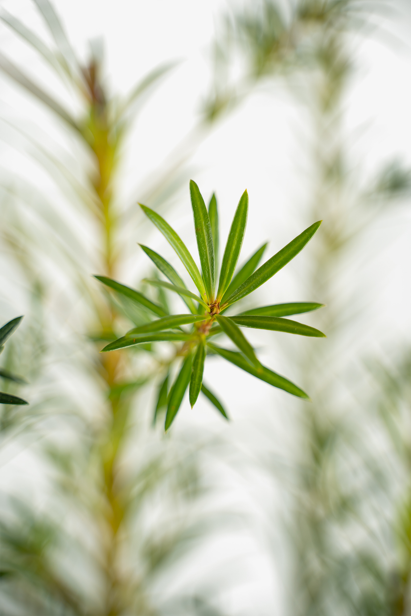 Maki Podocarpus Bushes For Sale | The Tree Center