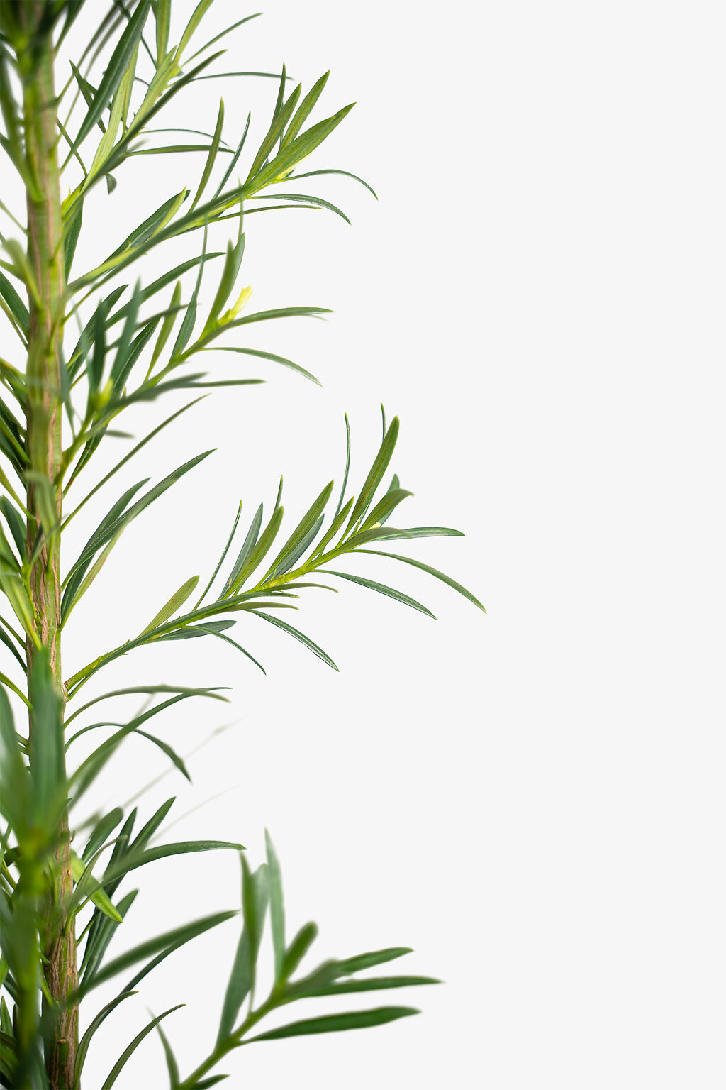 Maki Podocarpus Bushes For Sale | The Tree Center