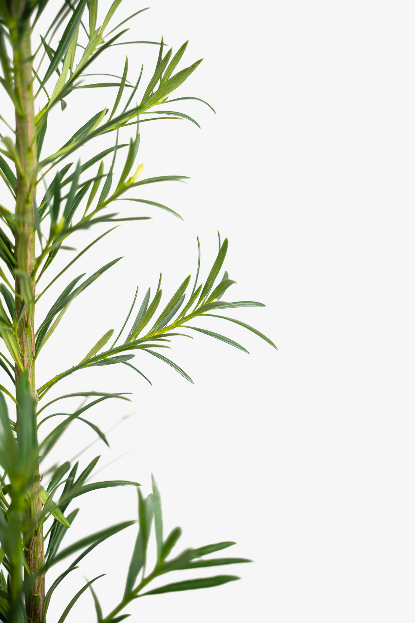 Maki Podocarpus Bushes For Sale | The Tree Center