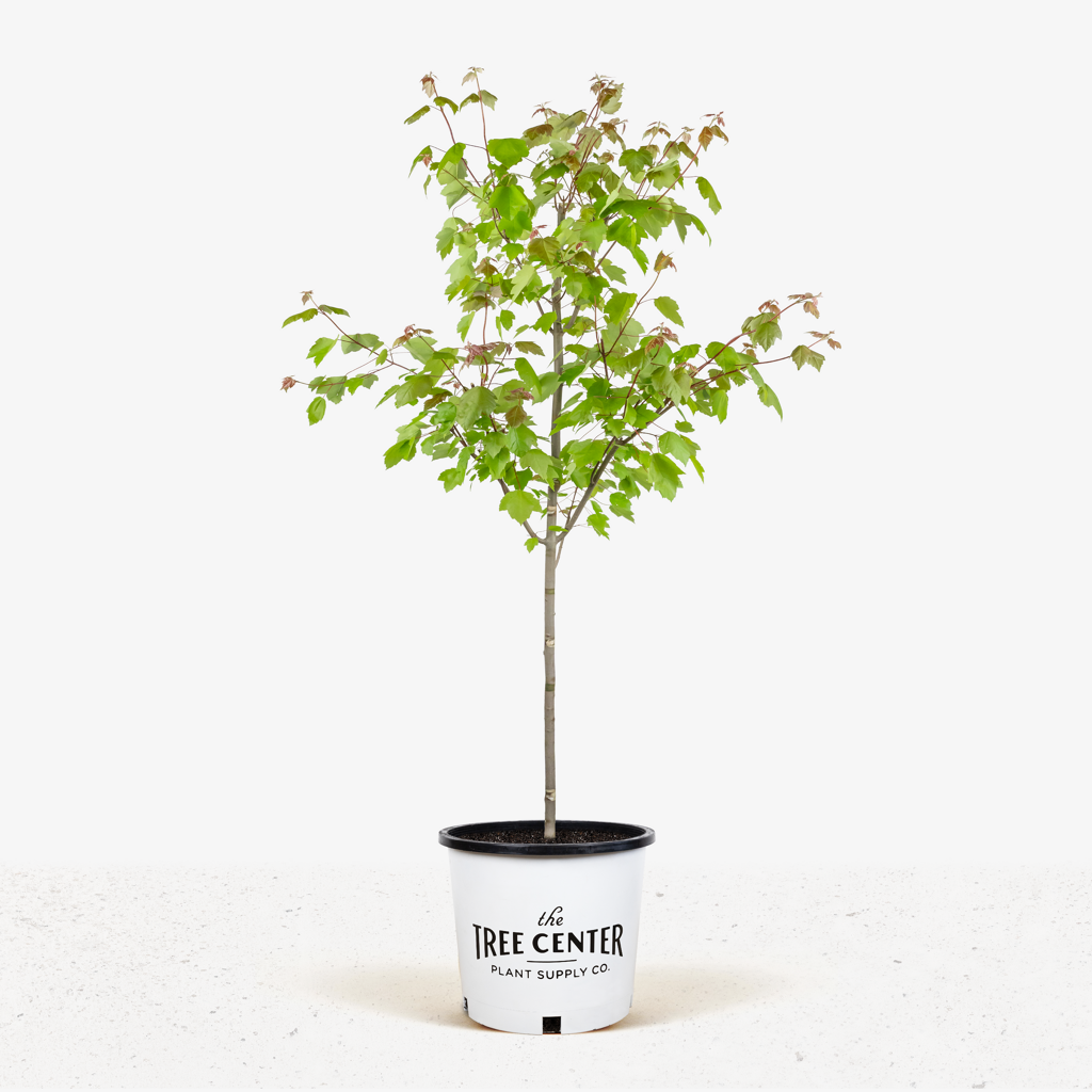 Summer Red Maple Trees For Sale | The Tree Center