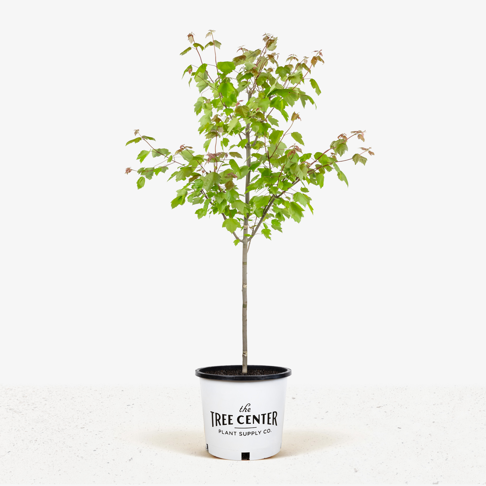 Summer Red Maple Trees For Sale | The Tree Center