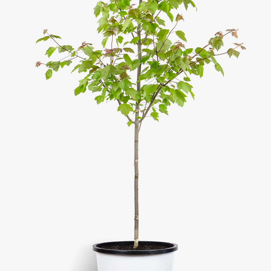 Summer Red Maple Trees For Sale | The Tree Center