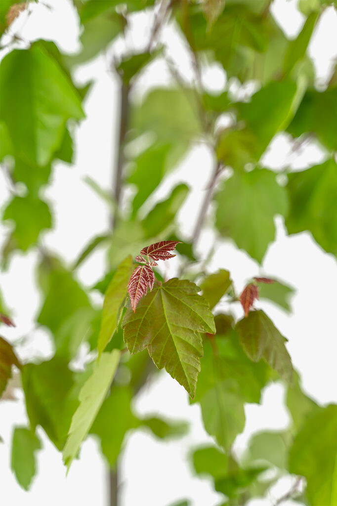 Summer Red Maple Trees For Sale | The Tree Center