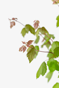 Summer Red Maple Trees For Sale | The Tree Center