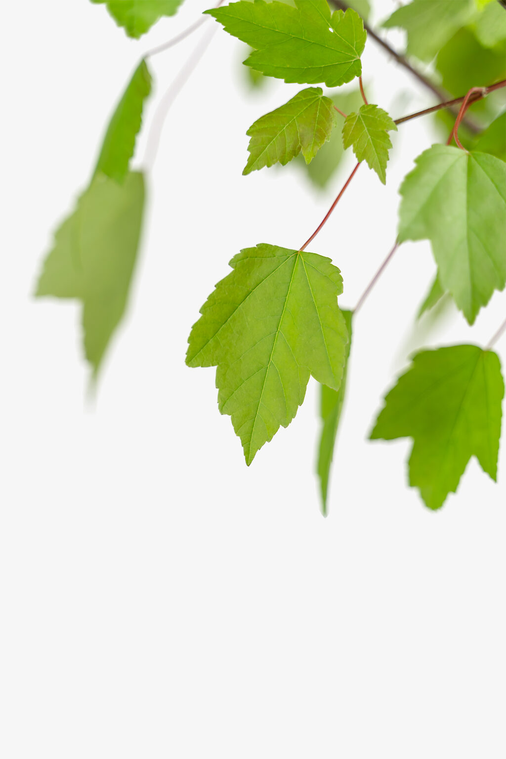 Summer Red Maple Trees For Sale | The Tree Center