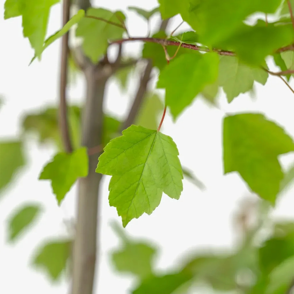 Summer Red Maple Trees For Sale | The Tree Center