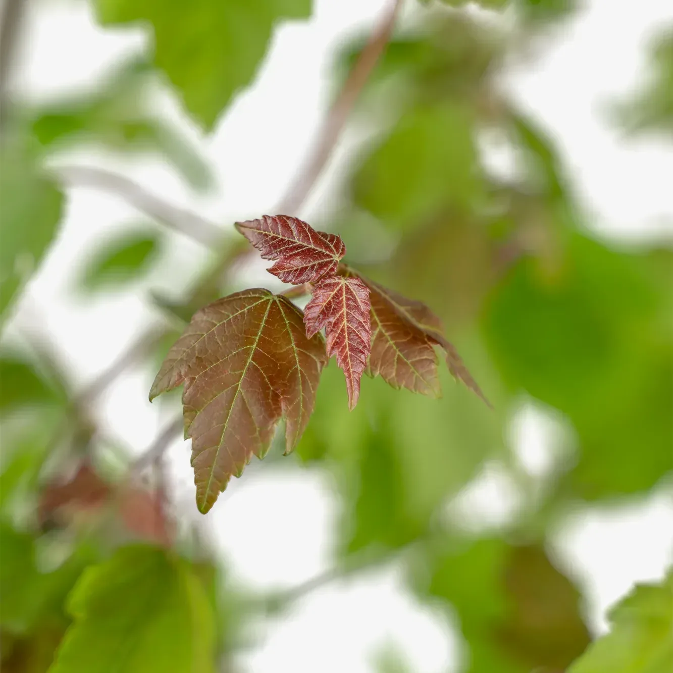 Red Maple Tree Fruit
