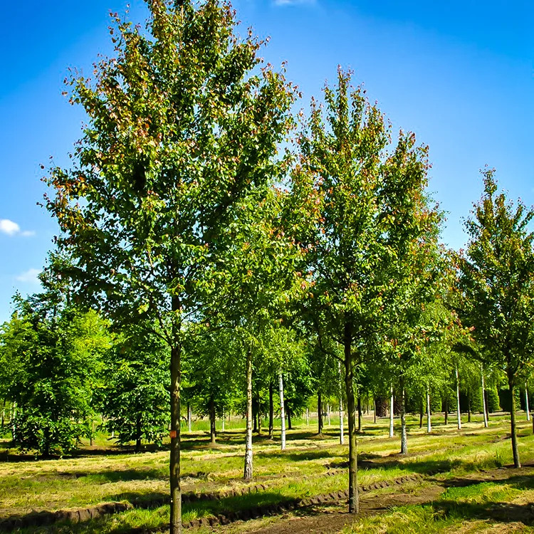 Summer Red Maple Trees For Sale | The Tree Center
