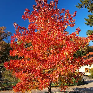 Summer Red Maple Trees For Sale | The Tree Center