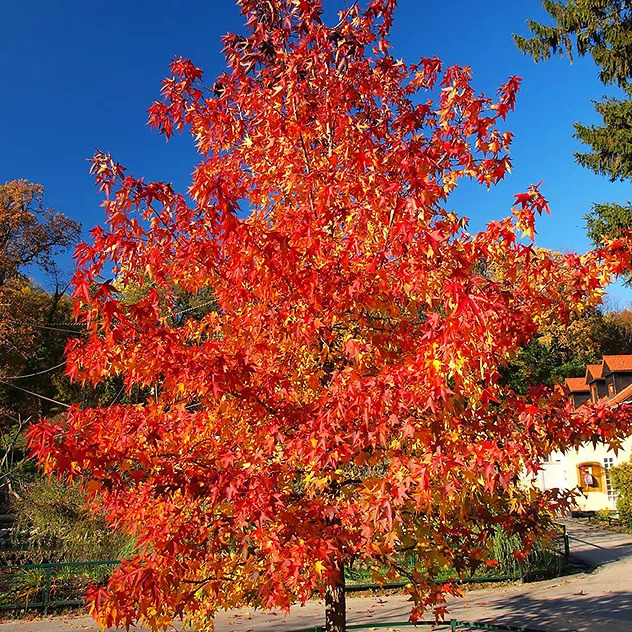 Summer Red Maple Trees For Sale | The Tree Center
