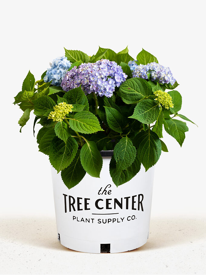 Hydrangeas For Sale Online | The Tree Center