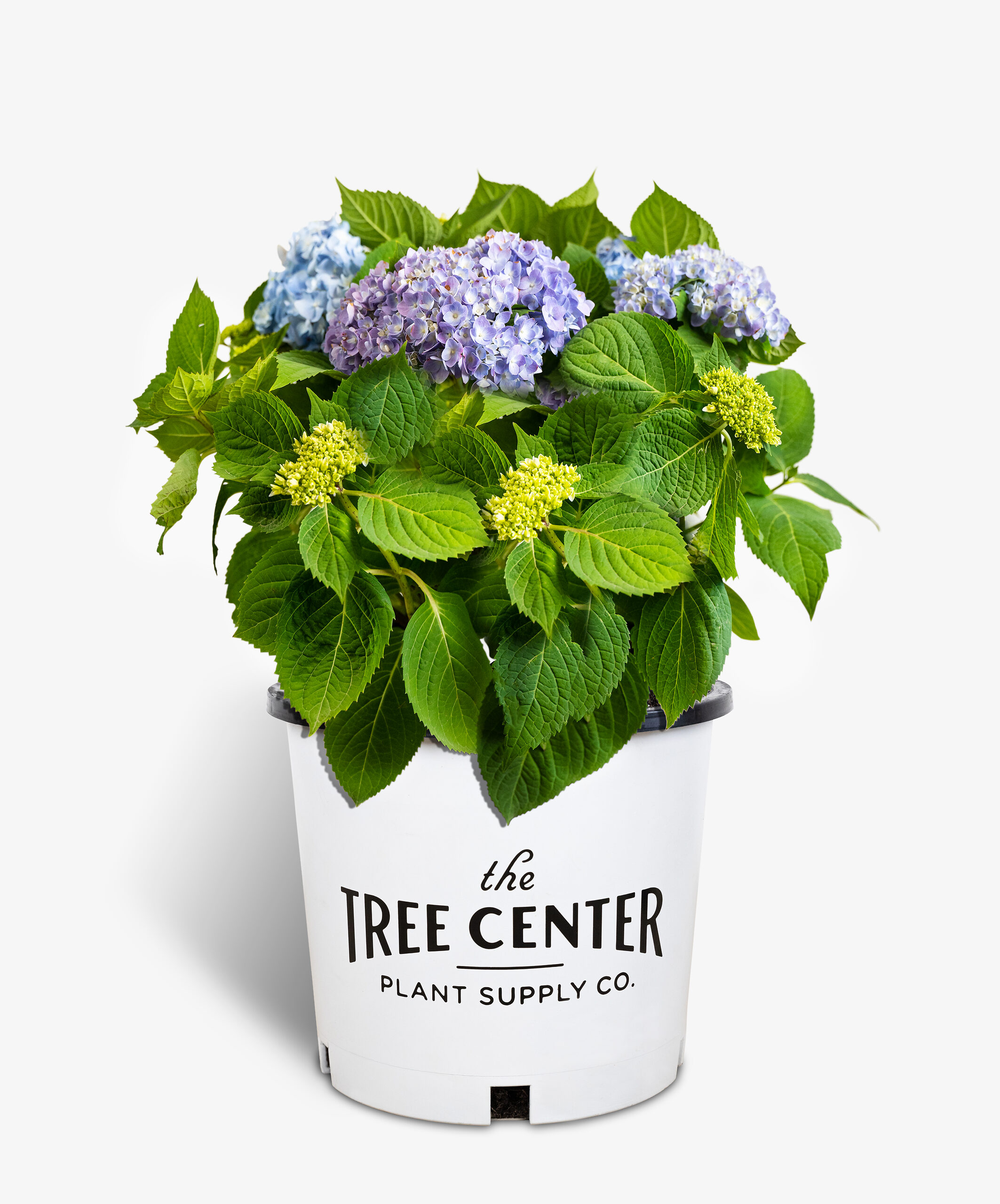 All Summer Beauty Hydrangeas For Sale | The Tree Center
