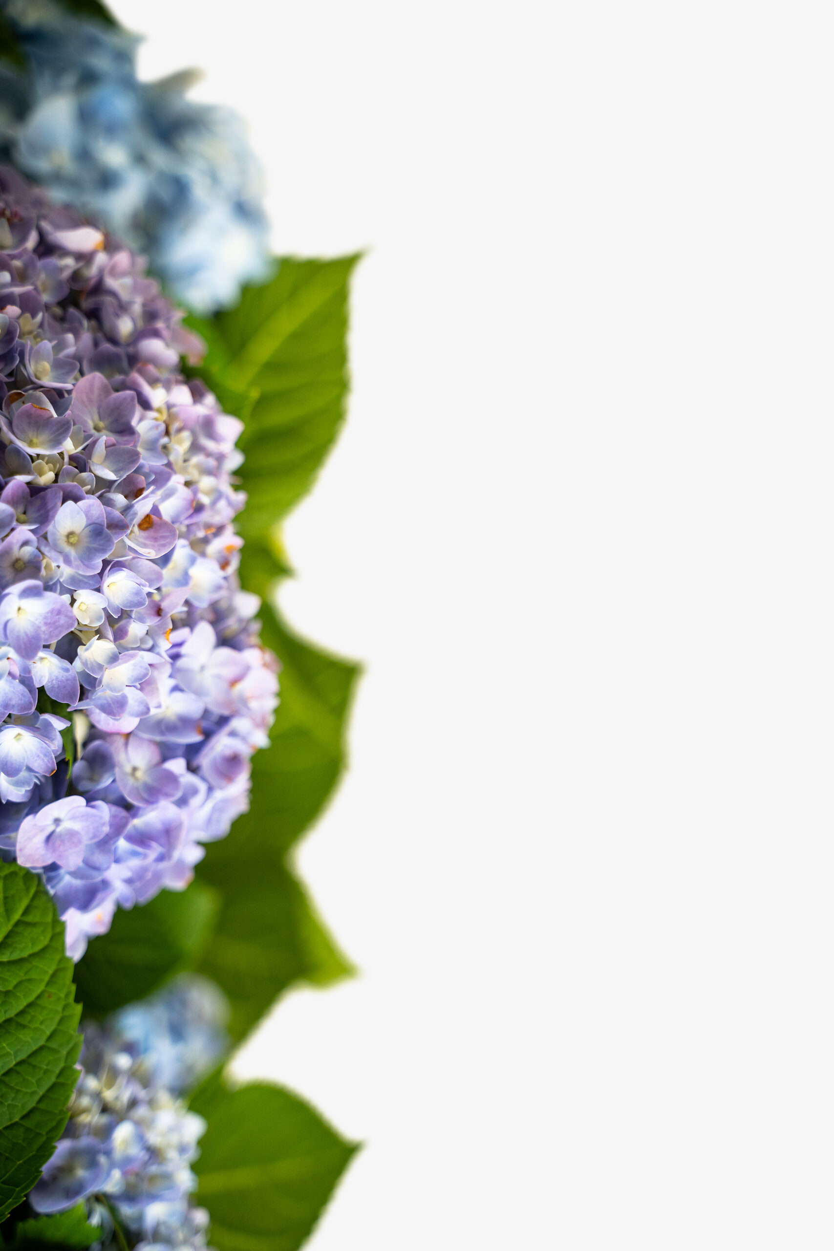 All Summer Beauty Hydrangeas For Sale | The Tree Center