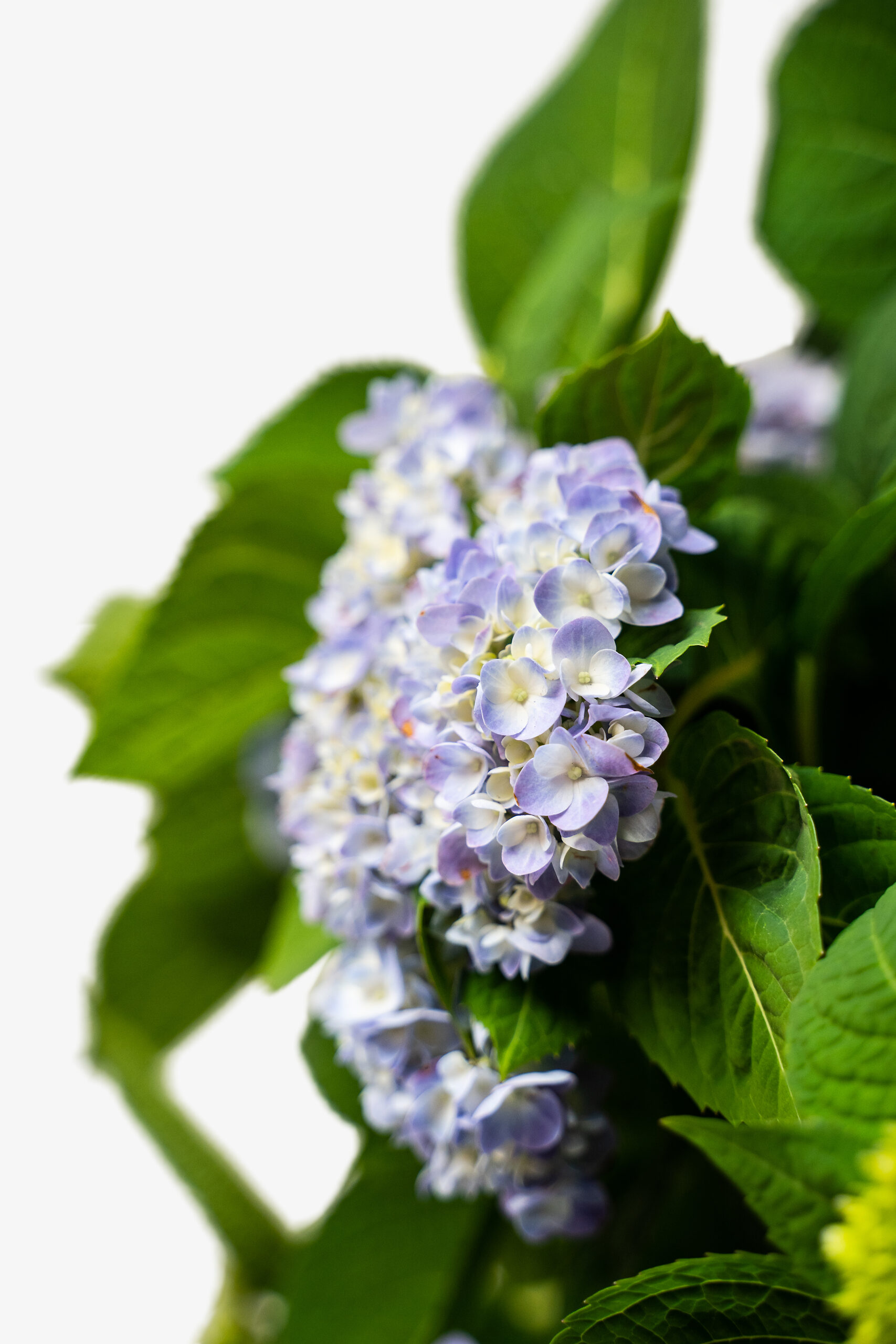 All Summer Beauty Hydrangeas For Sale | The Tree Center
