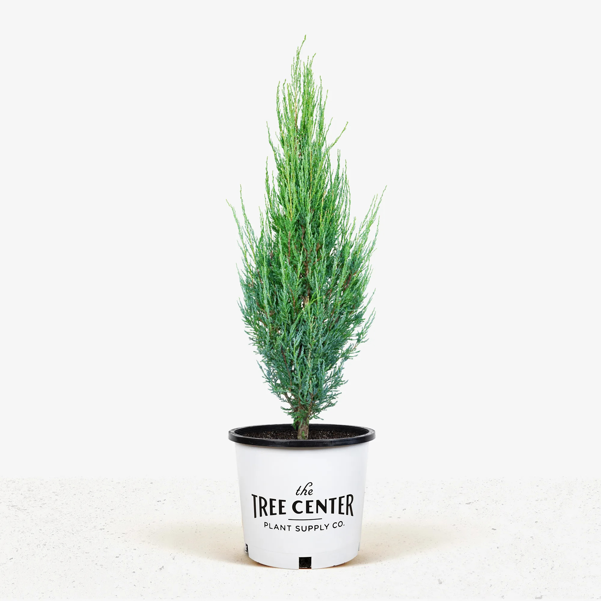 Buy Blue Arrow Juniper Trees Online | The Tree Center