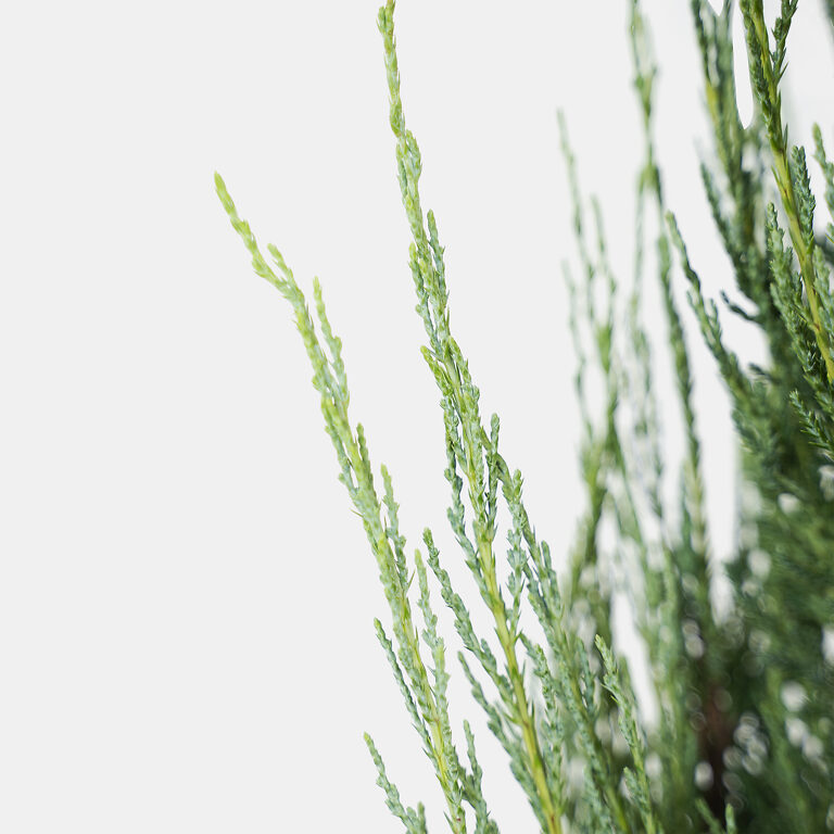 Buy Blue Arrow Juniper Trees Online | Variety of Blue Arrow Juniper ...