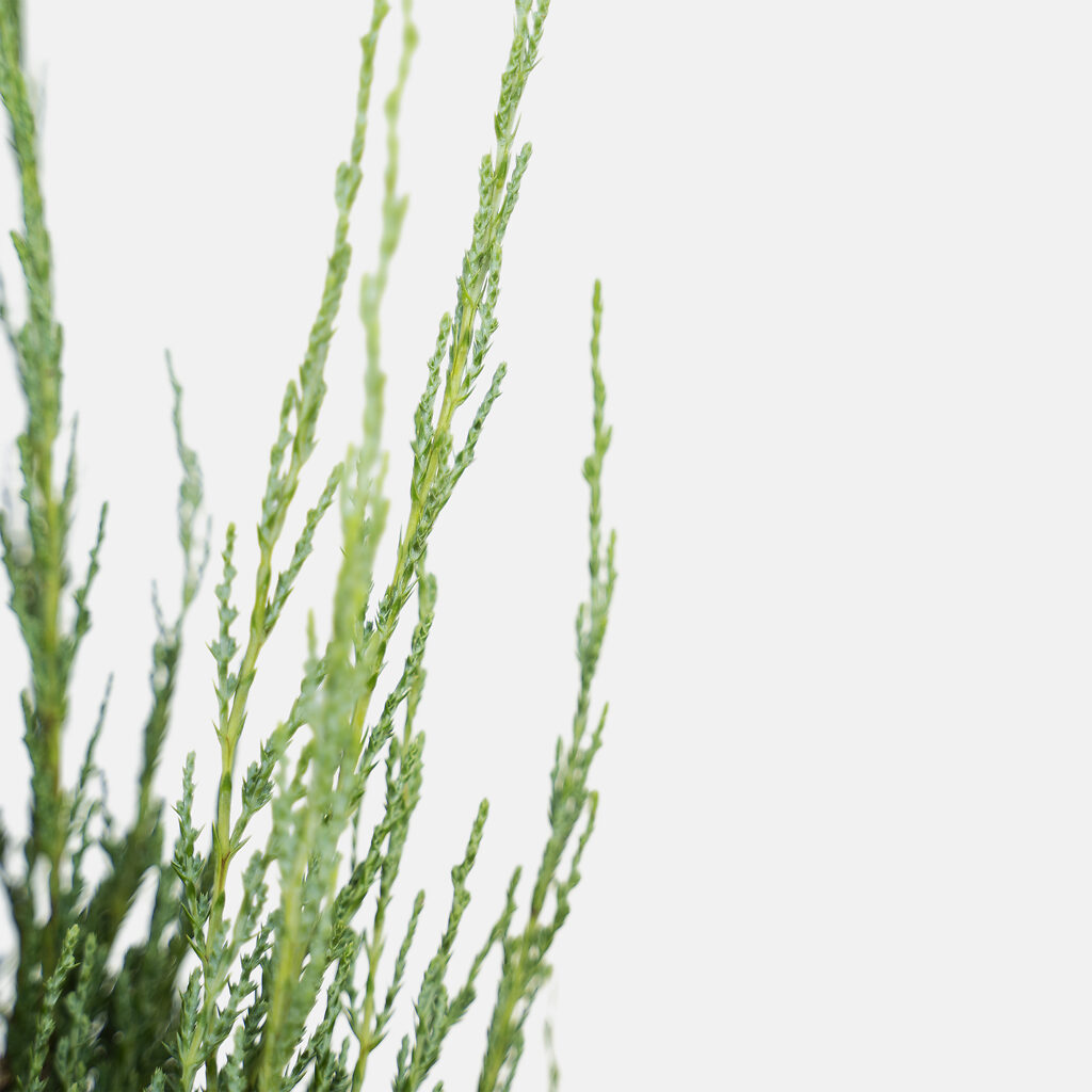 Buy Blue Arrow Juniper Trees Online | The Tree Center