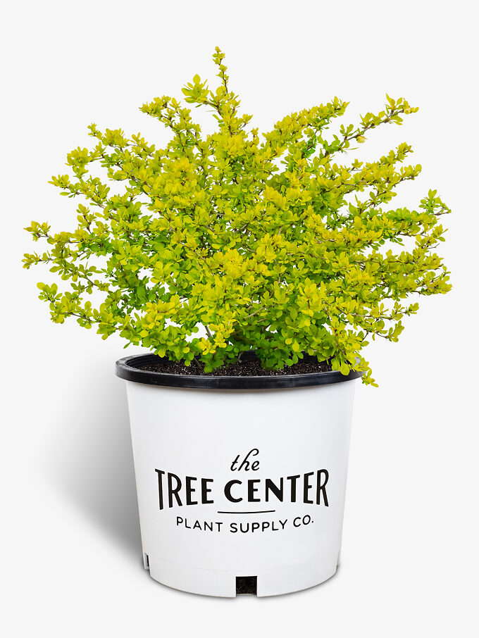 Helmond Pillar Barberry Shrubs For Sale | The Tree Center