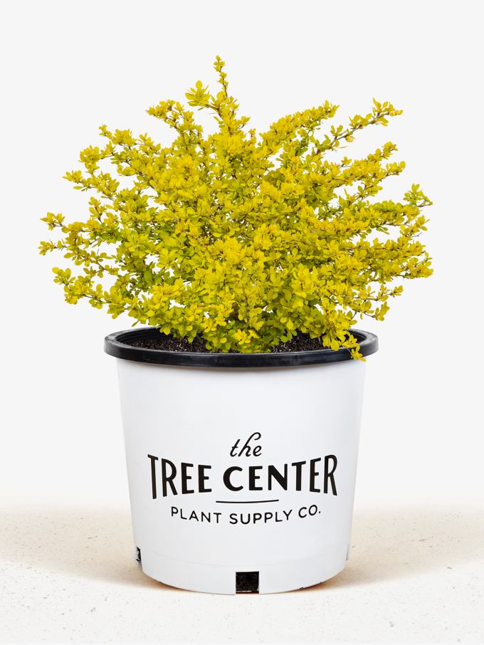 SUNJOY Todo Barberry For Sale | The Tree Center