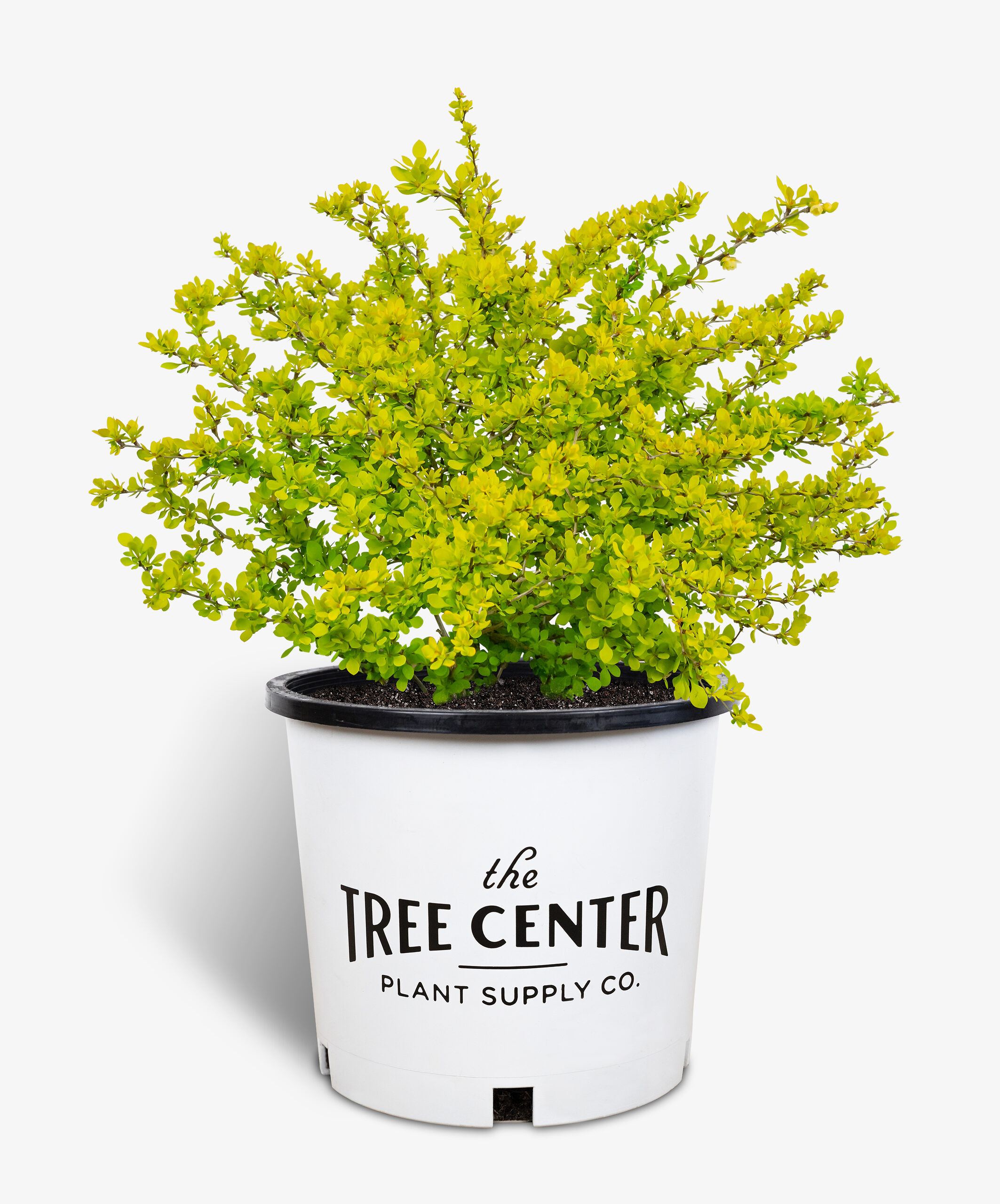 Bonanza Gold Barberry Shrubs For Sale | The Tree Center