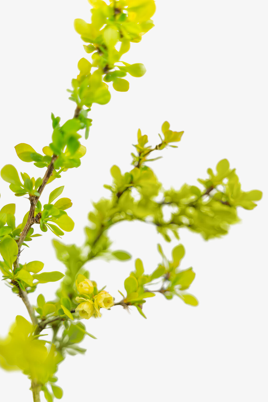 Bonanza Gold Barberry Shrubs For Sale | The Tree Center