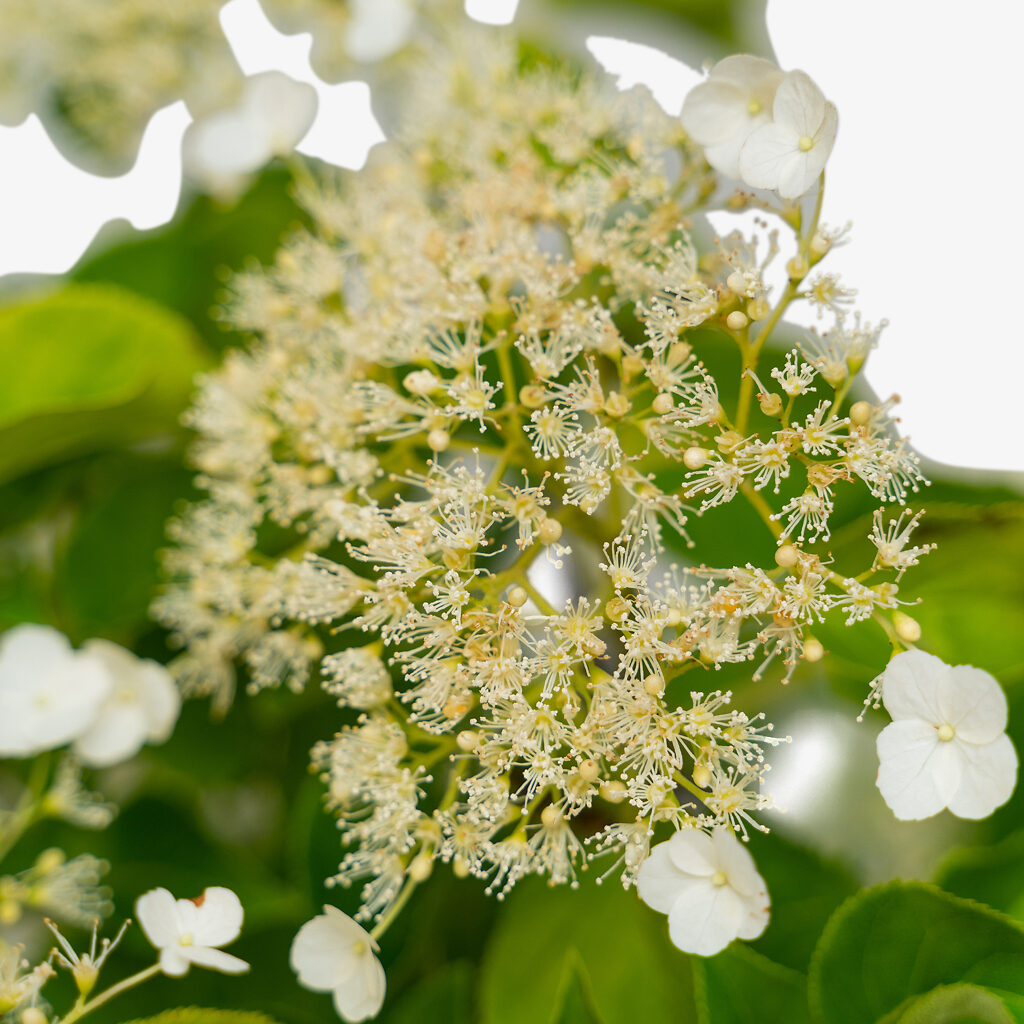 Climbing Hydrangeas For Sale Online | The Tree Center