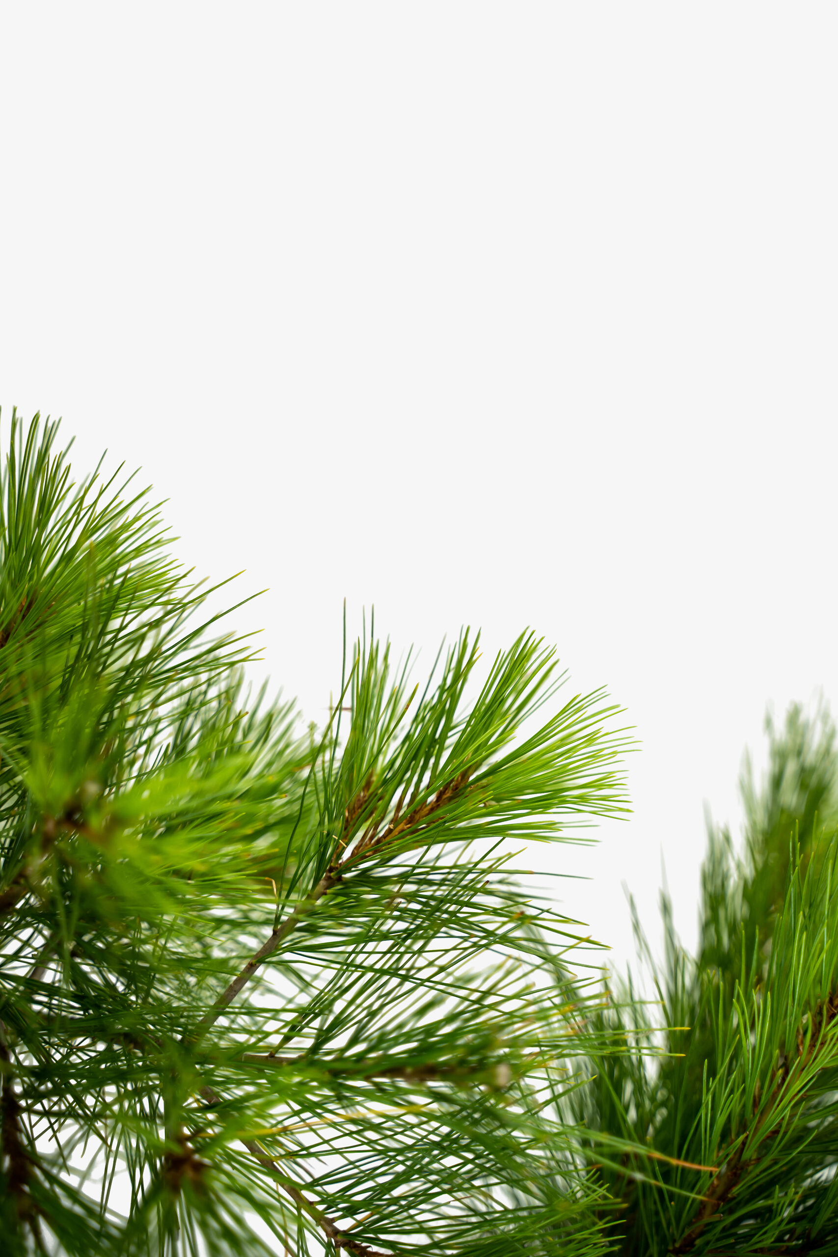 Eastern White Pine Trees For Sale | The Tree Center