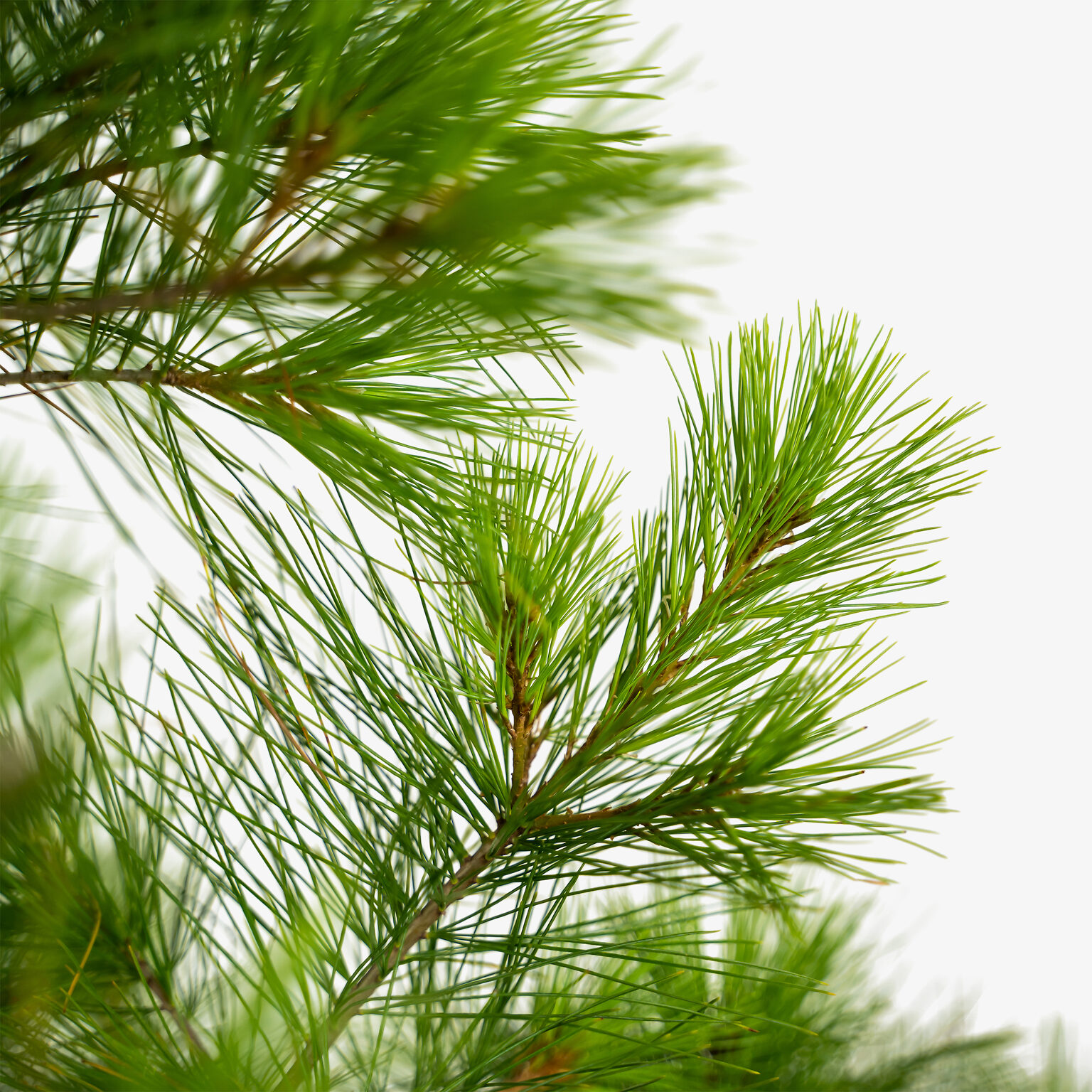 Eastern White Pine Trees For Sale | The Tree Center