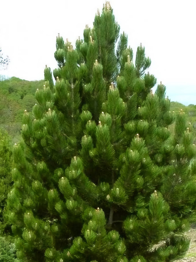 Vanderwolfs Pyramid Limber Pine Trees For Sale | The Tree Center